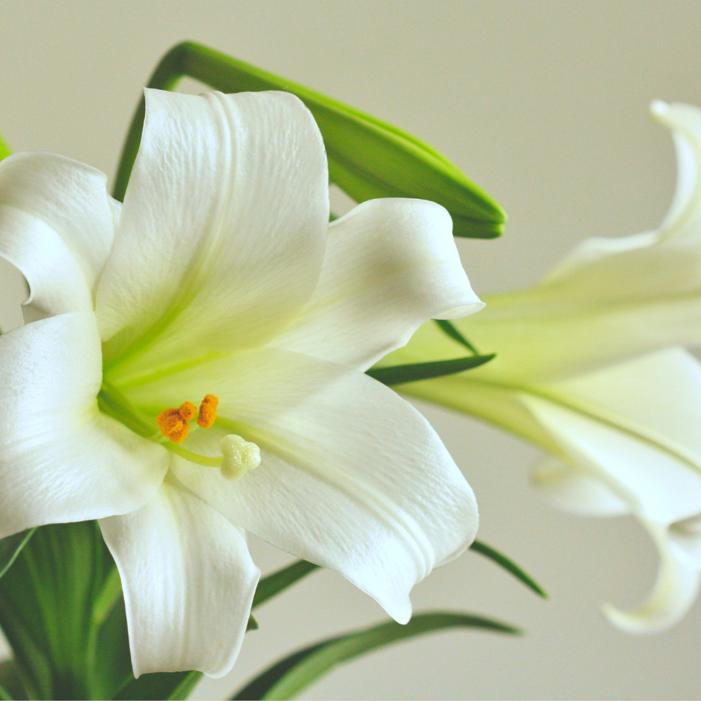 Wild Lily & Freesia – Candle Collective